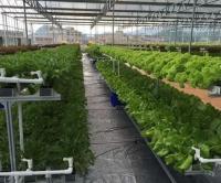 China Revolutionary Hydroponic Vertical Farming Technology for Shipping Container Greenhouse for sale