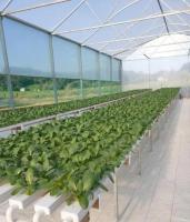 China Revolutionary Hydroponic Vertical Farming Technology for Shipping Container Greenhouse for sale