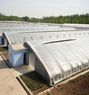 China 1209.00cm * 235.00cm * 239.00cm Tomato and Cucumber Planting Sunlight Greenhouse for Your for sale