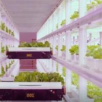 China Vertical Farming Container Greenhouse with Hydroponic Innovation in US Currency for sale