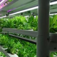 China Vertical Farming Container Greenhouse with Hydroponic Innovation in US Currency for sale