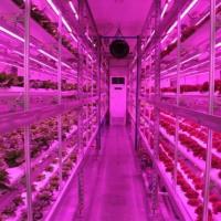 China Vertical Farming Container Greenhouse with Hydroponic Innovation in US Currency for sale