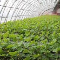 China 1209cm * 235cm * 239cm Film Greenhouse for Shading and Ventilation of Tomato Planting for sale