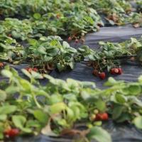 China 1209cm * 235cm * 239cm Film Greenhouse for Shading and Ventilation of Tomato Planting for sale