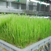 China Vertical Farming Container Greenhouse In Shipping Container Design for sale