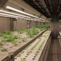 China Vertical Farming Container Greenhouse In Shipping Container Design for sale
