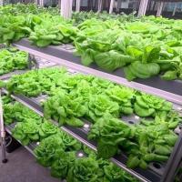 China High Humidity Vertical Farming Hydroponic Container Greenhouse For Vegetables for sale