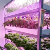 China Multi-Span Container Greenhouse for Hydroponic System and Vertical Farming Advantages for sale