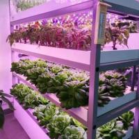 China Multi-Span Container Greenhouse for Hydroponic System and Vertical Farming Advantages for sale