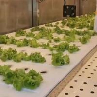 China Customization JX-CG-125 Vertical Farming Container Greenhouse with Hydroponic System for sale