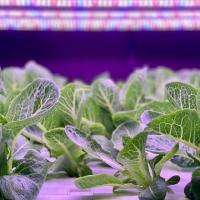 China Customization JX-CG-125 Vertical Farming Container Greenhouse with Hydroponic System for sale
