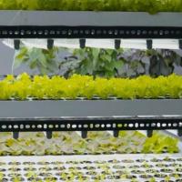 China Customization JX-CG-125 Vertical Farming Container Greenhouse with Hydroponic System for sale