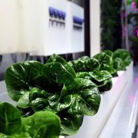 China Shipping Container Vertical Farming Commercial Greenhouse with Hydroponics Innovation for sale
