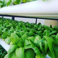China Vertical Farming Container Greenhouse in 40HQ Reefer with Hydroponic Container for sale