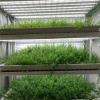 China Steel Cover Hydroponic Vertical Farming Container Greenhouse with Advanced Technology for sale