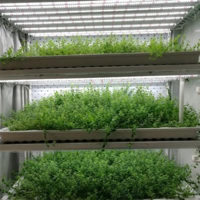 China Steel Cover Hydroponic Vertical Farming Container Greenhouse with Advanced Technology for sale