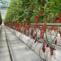 China Hydroponic Planting Multi Span Greenhouse for Vegetables/Tomato 200 Microns Film Cover for sale