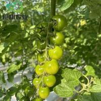 China Hydroponic Planting Multi Span Greenhouse for Vegetables/Tomato 200 Microns Film Cover for sale