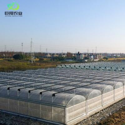 China Hydroponic Cultivation Greenhouse Covered with Plastic Sheet and Single Span Design for sale