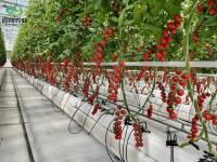 China Hydroponic Cultivation Greenhouse Covered with Plastic Sheet and Single Span Design for sale
