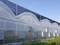 China Hydroponic Cultivation Greenhouse Covered with Plastic Sheet and Single Span Design for sale