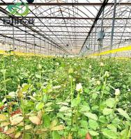 China Customization Juxiang Greenhouse's Customizable Commercial Film and Glass Greenhouse for sale