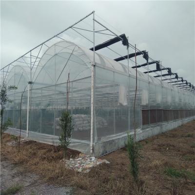 China Juxiang Agricultural Nft Hydroponic Film Greenhouse for Vegetable Cultivation System for sale