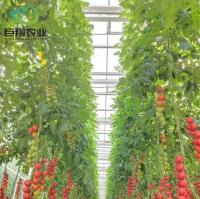 China US Currency Juxiang Agricultural Nft Hydroponics System Glass Greenhouse for Vegetable for sale
