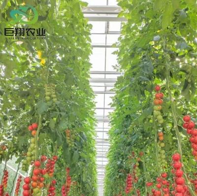 China US Currency Juxiang Agricultural Nft Hydroponics System Glass Greenhouse for Vegetable for sale