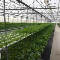 China Multi-Span Hydroponic System for Farm Film Greenhouse Package Gross Weight 2000.000kg for sale