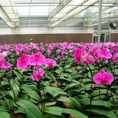 China Juxiang Hydroponic Farm Film Greenhouse with Steel Structure and 30-day Return refunds for sale