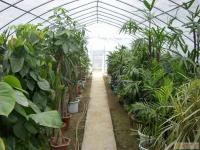 China Juxiang Hydroponic Farm Film Greenhouse with Steel Structure and 30-day Return refunds for sale