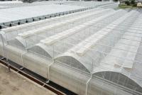 China Juxiang Hydroponic Farm Film Greenhouse with Steel Structure and 30-day Return refunds for sale