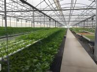 China Juxiang Hydroponic Farm Film Greenhouse with Steel Structure and 30-day Return refunds for sale
