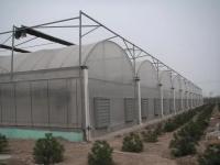 China Steel Structure Multi-Span Hydroponic Greenhouse System for Sustainable Agriculture for sale