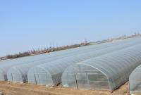 China US Single-Pan Greenhouse System for Growing Vegetables and Flowers 30 Days Refund for sale