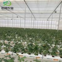 China US 40/Piece Samples PC Side/Poly House and PE Roof Greenhouse for Vegetable Growing for sale