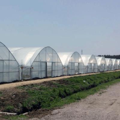 China Seedling Cultivation Juxiang Hydroponic Farm Film Greenhouse with Customized Request for sale