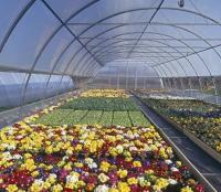 China Anti-Drip Fogging Film Greenhouse for Flowers Temporary Heating Method Included for sale