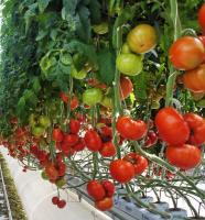 China Anti-Drip Fogging Film Greenhouse for Flowers Temporary Heating Method Included for sale