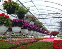 China Anti-Drip Fogging Film Greenhouse for Flowers Temporary Heating Method Included for sale