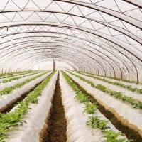 China Customizable Hydroponic System for Vegetables and Flowers Tailored to Meet Your Needs for sale
