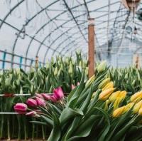 China Customizable Hydroponic System for Vegetables and Flowers Tailored to Meet Your Needs for sale
