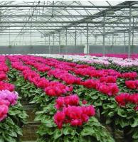 China Customizable Hydroponic System for Vegetables and Flowers Tailored to Meet Your Needs for sale