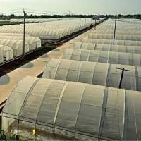 China Juxiang Sheet PC Board Green House for Hydroponic Growing Systems Strawberry Customized for sale