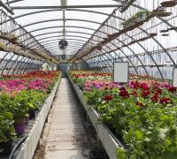 China Juxiang Multi-Span Humidity Control Greenhouse for Peppers Film Greenhouse Department for sale