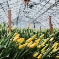 China Juxiang Multi-Span Humidity Control Greenhouse for Peppers Film Greenhouse Department for sale