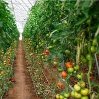 China Juxiang Multi-Span Humidity Control Greenhouse for Peppers Film Greenhouse Department for sale