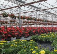 China US Currency Single-Pan Hydroponic System for Greenhouse Vegetable Farming Performance for sale