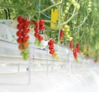 China US Currency Single-Pan Hydroponic System for Greenhouse Vegetable Farming Performance for sale
